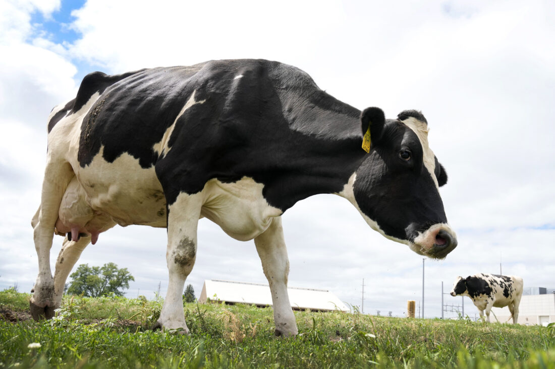 A bird flu outbreak is spreading among cows in the U.S. Scientists are ...